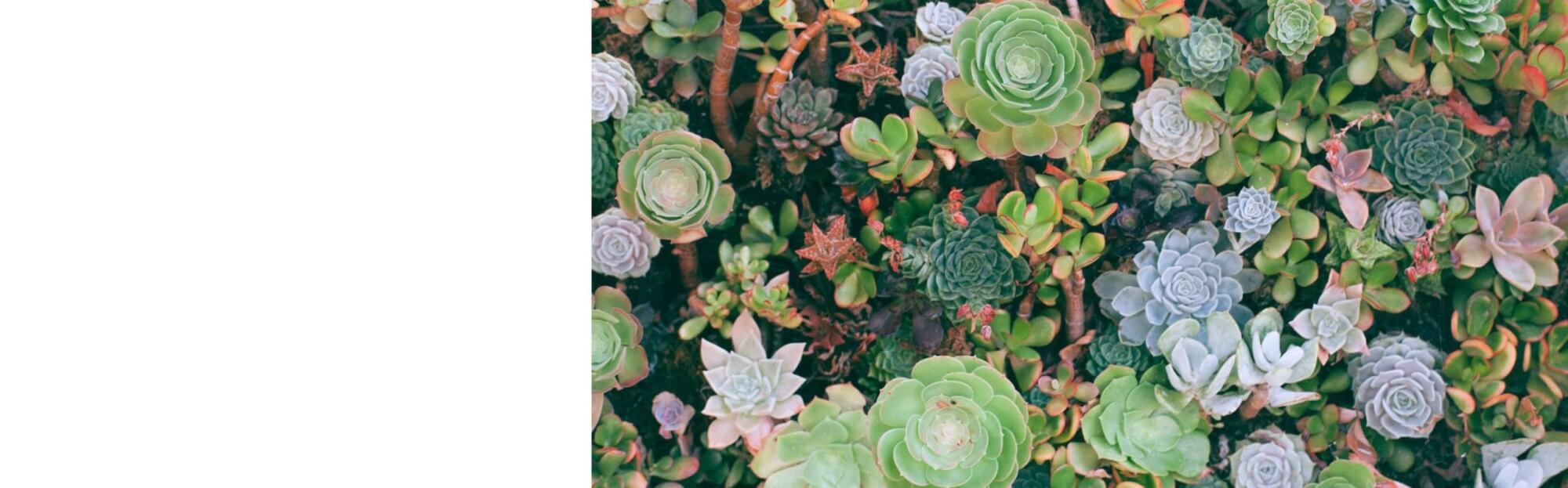 Beauty Team | Aponi Aesthetics